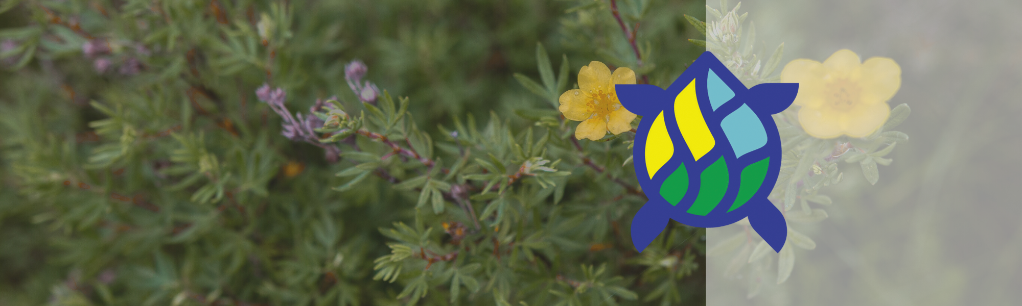 Home - Our Data Indigenous